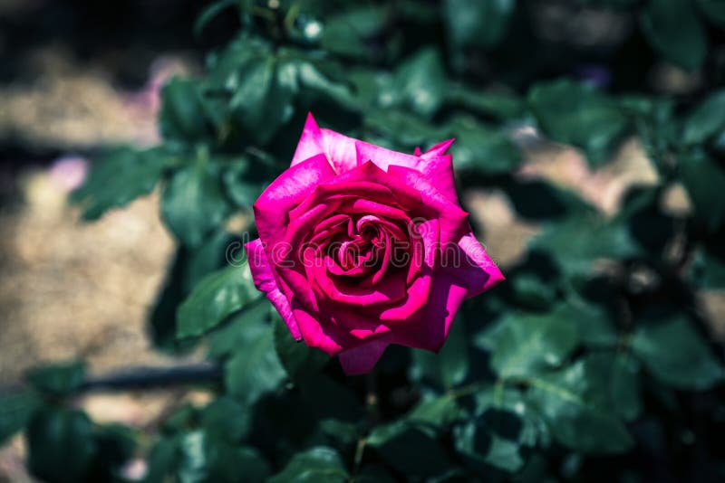 Blue sky and pink roses stock photo. Image of leaf, cosmos - 94542438