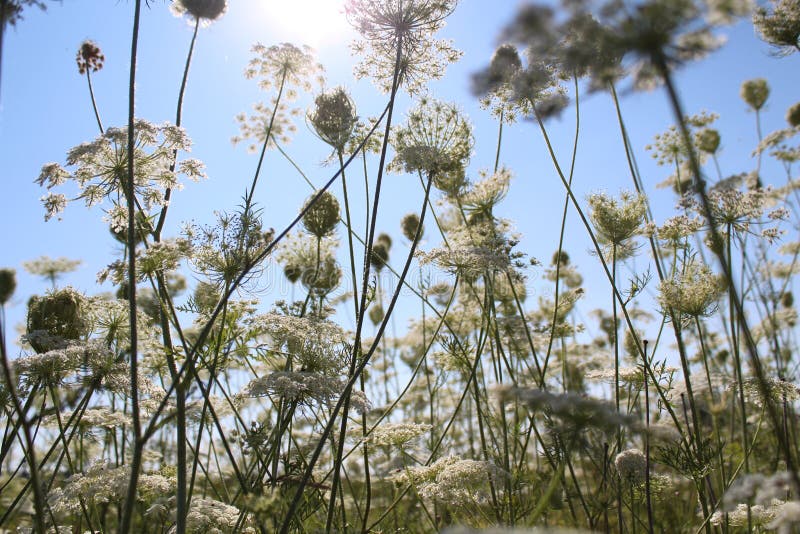 Blue Sky. Plants Against the Sky. the Summer Sun. the Plants are ...