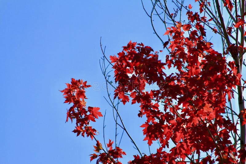 Blue Sky and Red Maple Leaves. Fall Colors Stock Image - Image of ...