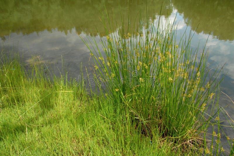 Juncus Effusus - Grass on the Edge of the Pond Stock Image - Image of ...