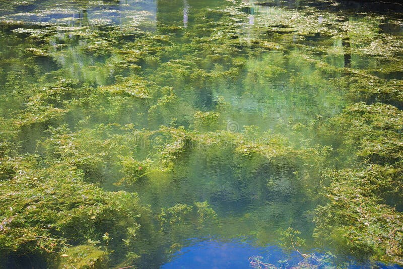 A Pool of Swamp Water stock photo. Image of ocean, environment - 169241326
