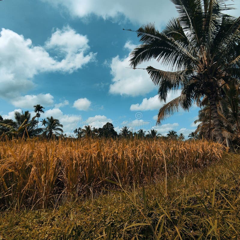 Blue sky on the rice field stock image. Image of rice - 277749547