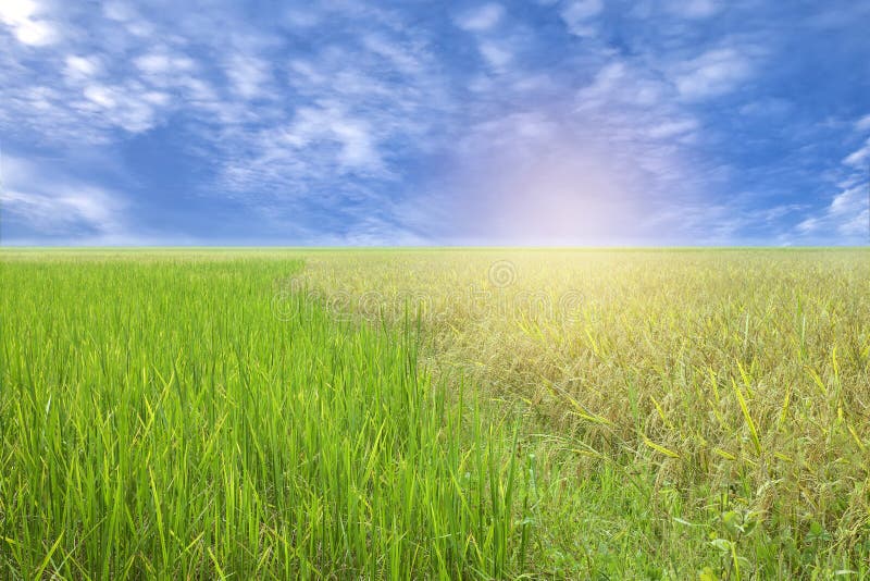 Blue sky and a rice filed stock image. Image of farming - 77244169