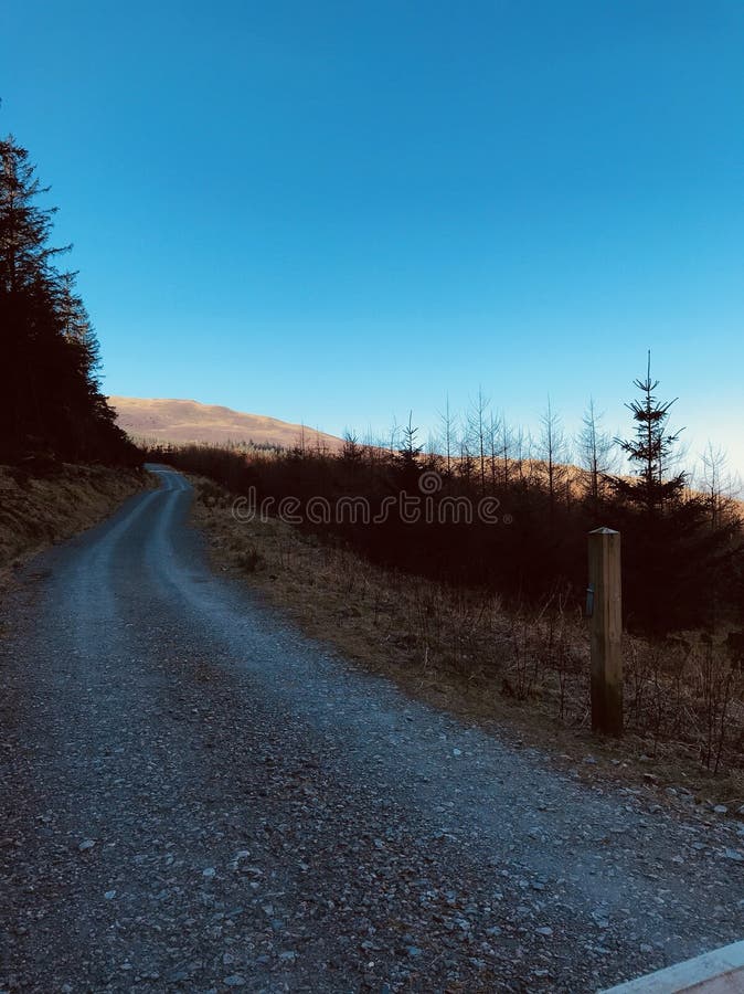 A Long Path True the Forest Whit Pine on Both Side Stock Image - Image ...