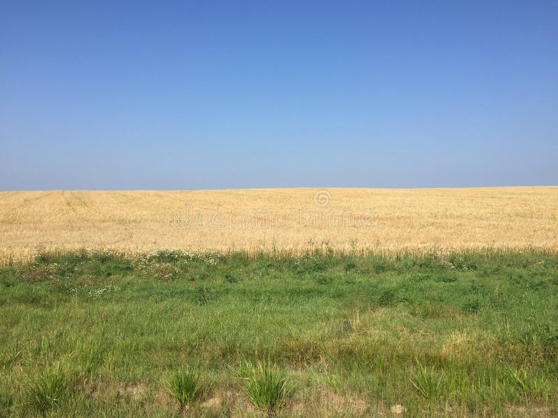 Blue Sky, Rye Field, Green Grass Stock Photo - Image of grass, field ...