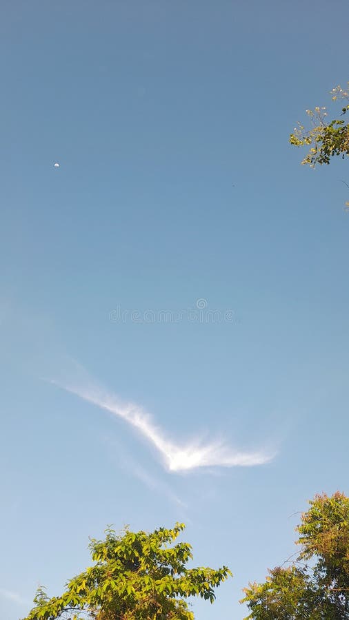 White Clouds and Blue Sky with Towering Trees Portrait in the Afternoon ...
