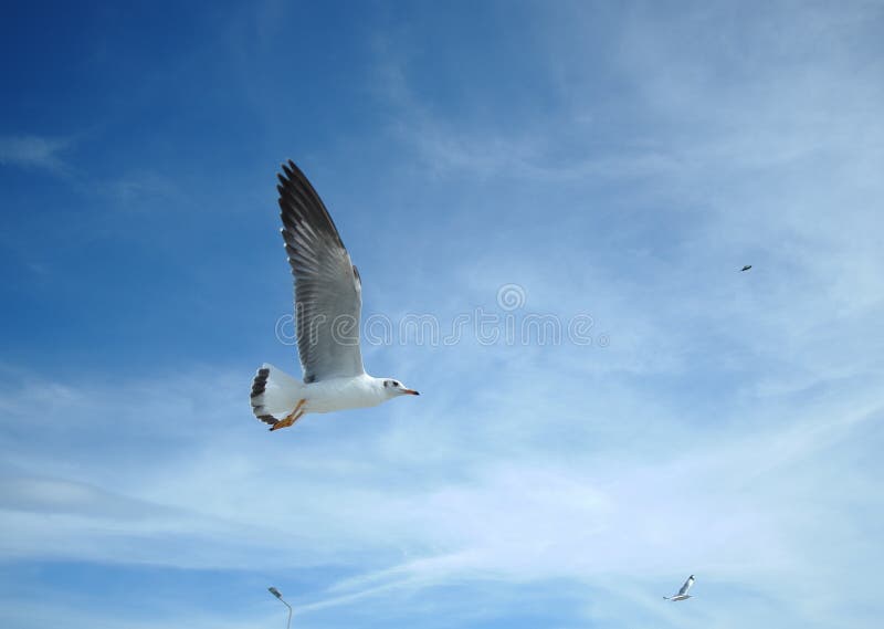 Seagull on sky stock image. Image of charadriiformes - 104584909