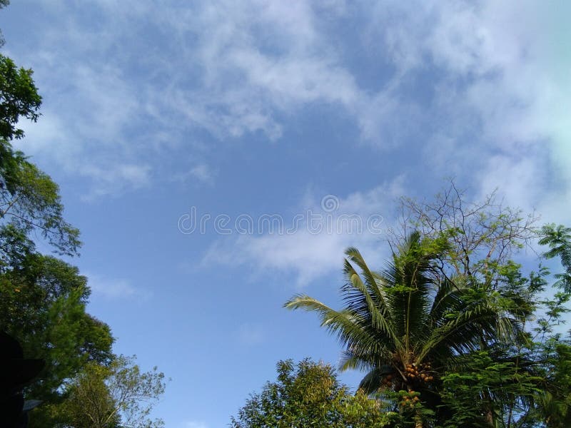 Blue sky and shady trees stock image. Image of vacation - 261704631