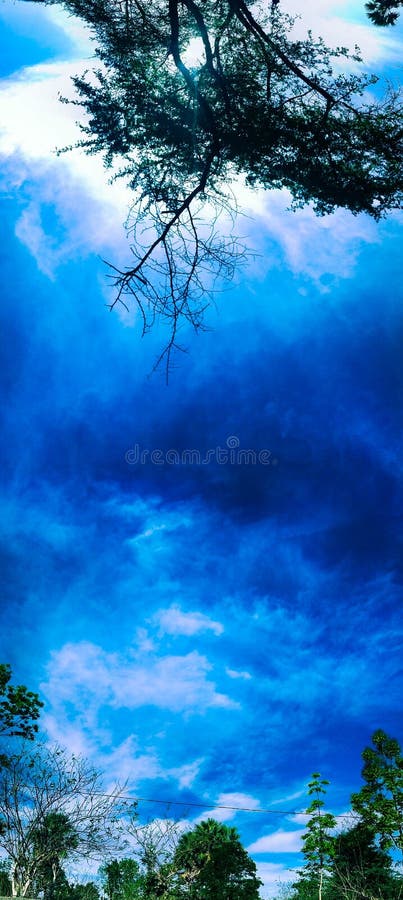 Blue Sky Shot Form Low Angle View Stock Photo - Image of branch, wave ...