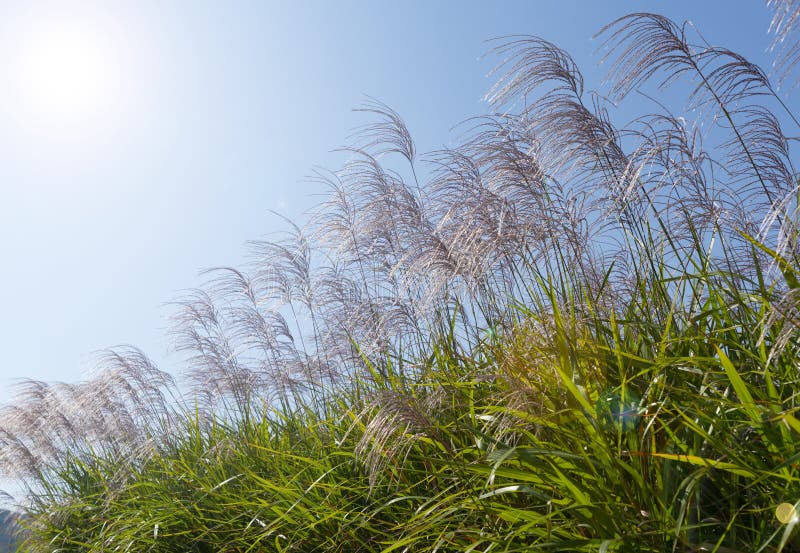 Blue Sky and Silver Grass Scenery Stock Photo - Image of nature, design ...