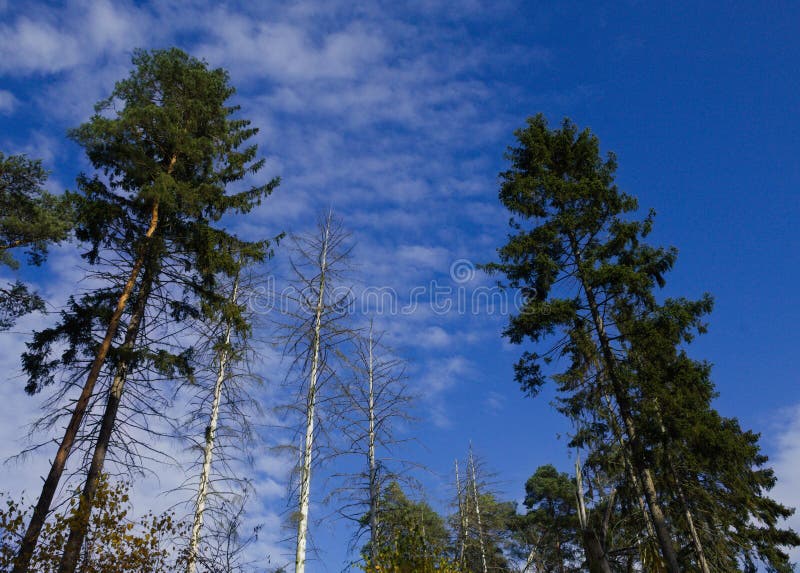 Blue Sky in a Sparse Forest Stock Photo - Image of birch, sparse: 237930950