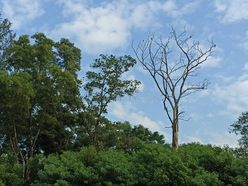 Dead Wood Trees Awaiting Collapse Stock Image - Image of grass, nature ...