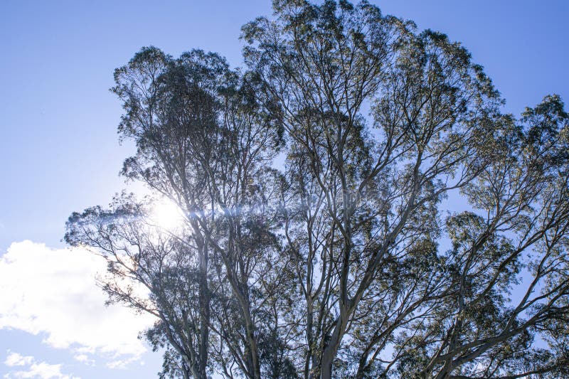 Blue Sky and Sun Rays through the Tree Leaves Stock Image - Image of ...
