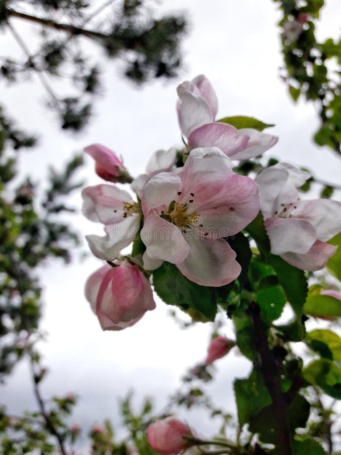 Blue Sky Sun Summer Beauty Flower Apple Tree Stock Photo - Image of ...