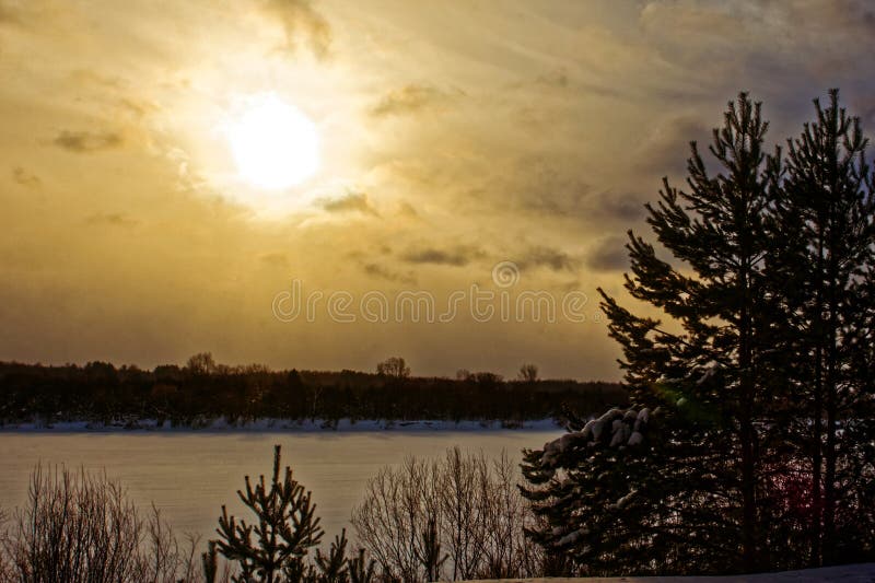 Sunset in the Evergreen Forest, Sun Rays through the Pine Tree Trunks ...