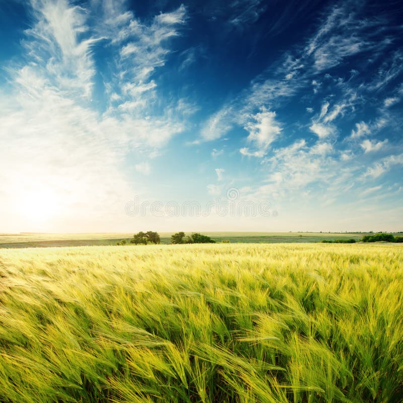 Blue Sky in Sunset Over Green Agricultural Field Stock Image - Image of ...