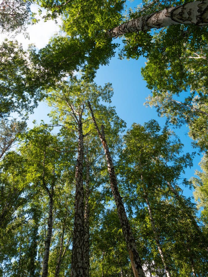 Blue Sky and Tall Birch Trees Wide Angle View from the Ground To the ...
