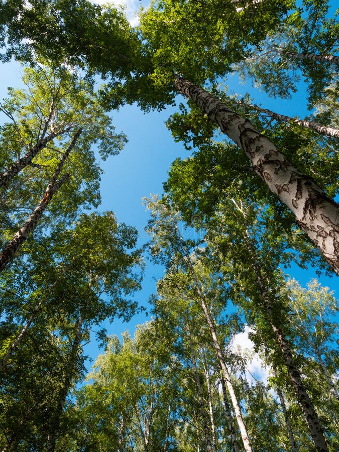 Blue Sky and Tall Birch Trees Wide Angle View from the Ground To the ...