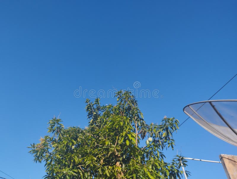 Blue Sky with Towering Trees with Fresh Fruit Stock Photo - Image of ...