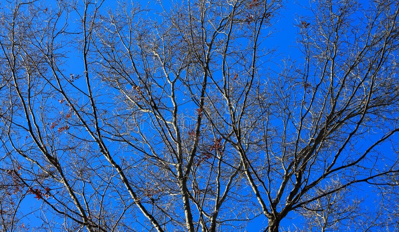 Blue Sky/Tree background stock image. Image of blue, fall - 49520641