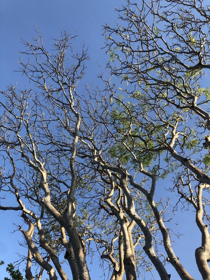 Blue sky tree branches stock photo. Image of bali, branches - 266438838