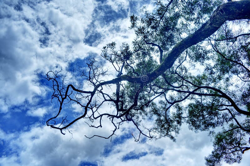 Blue Sky with Tree Branches Stock Image - Image of background, fresh ...