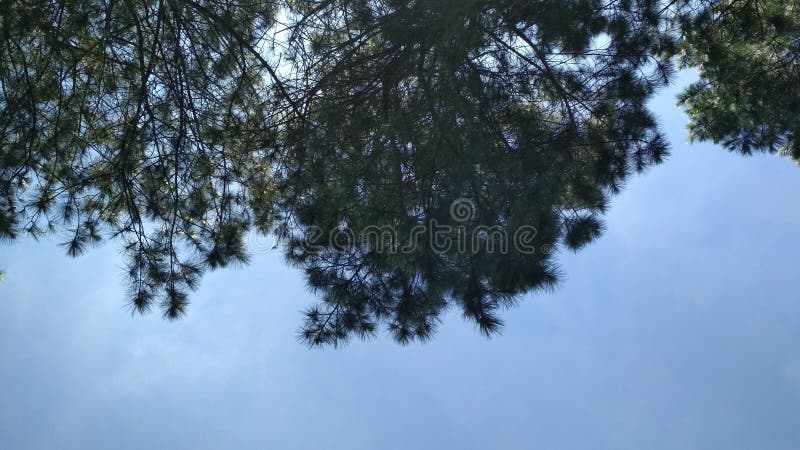 Blue sky and tree canopy stock photo. Image of tree - 204681908