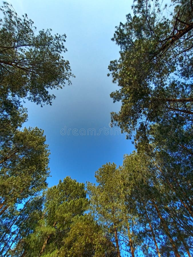 Blue Sky and Tree Ist a Good View Stock Photo - Image of blue, tree ...