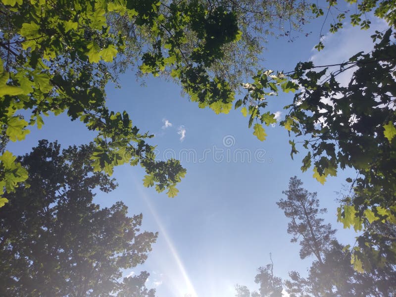 Blue Sky and Tree Tree Tops Stock Image - Image of beauty, blue: 184395443