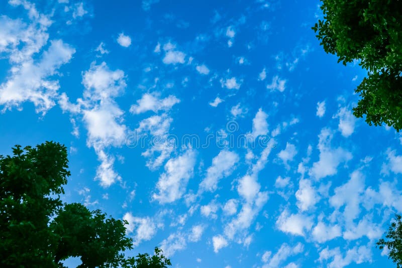 Blue Sky and Cloud View through Trees Stock Photo - Image of ...
