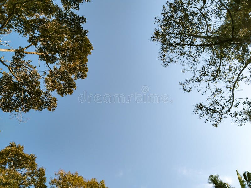 Blue sky and trees stock image. Image of water, reflection - 197537533