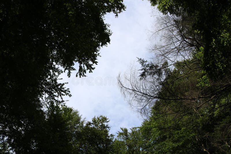 Blue sky through the trees stock photo. Image of tops - 98783736