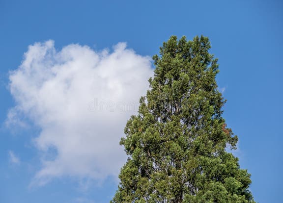 Blue Sky, Trees and Clouds Summer Weather Stock Image - Image of ...