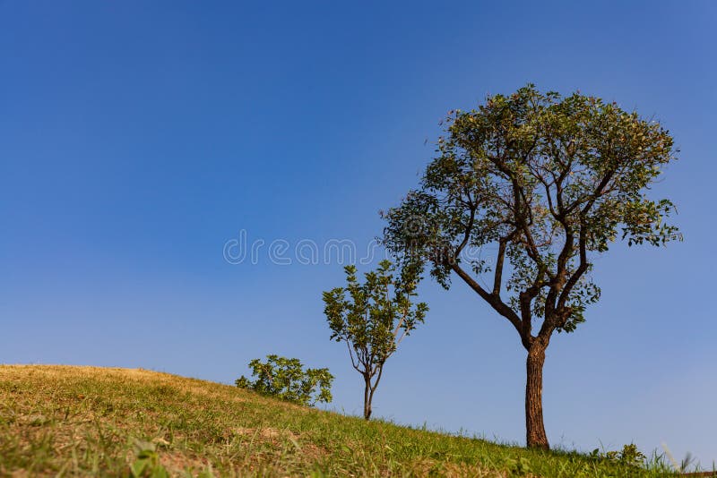 Blue Sky and Trees, Large Tree Dominates Small Tree on Hillside Stock ...