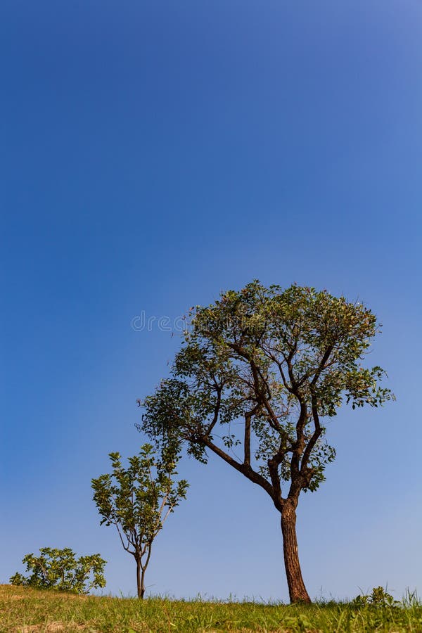 Blue Sky and Trees, Large Tree Dominates Small Tree on Hillside Stock ...