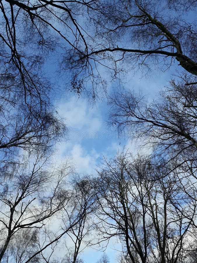 Blue sky and trees stock photo. Image of winter, trees - 138990884