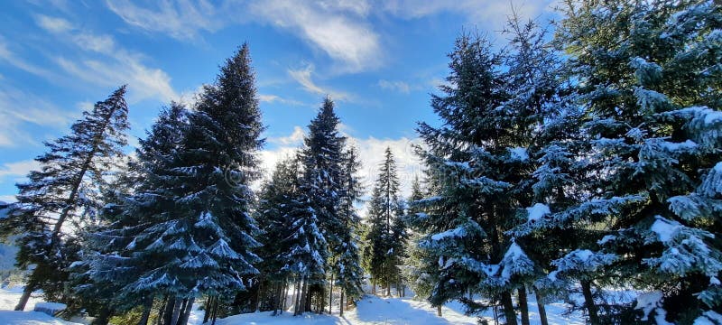 Blue Sky and Trees in the Winter Stock Image - Image of freezing, bkue ...