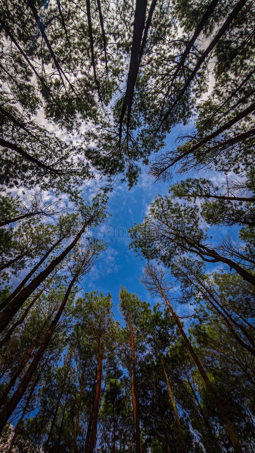 Blue Sky Under the Shade of Pine Trees Stock Photo - Image of trees ...