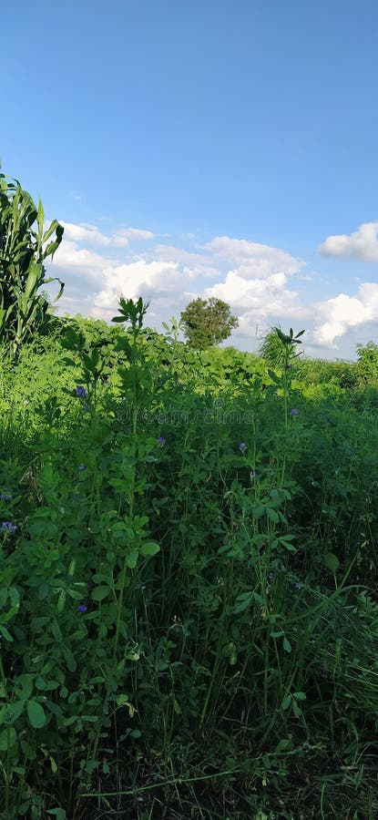 Blue Sky View in Farm with Grass Stock Photo - Image of reflection ...