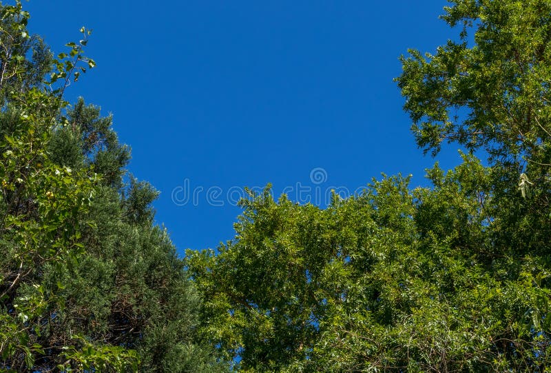 Blue Sky Visible through Gap in the Trees Stock Photo - Image of ...