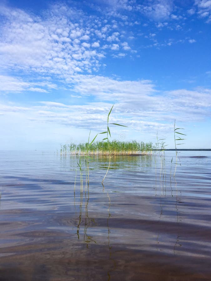 Blue Sky and Water Reflection with Green Plants Stock Image - Image of ...