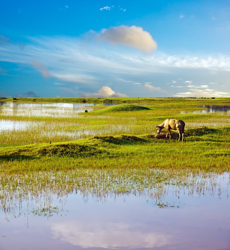 The Blue Sky Wetlands Background Image Stock Image - Image of clouds ...
