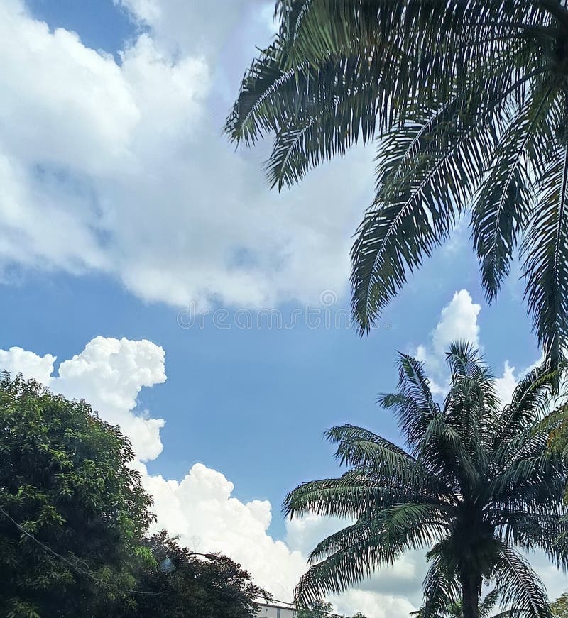 So Blue Sky White Cloud Beautiful with Fresh Green Trees Stock Photo - Image of blue, white ...