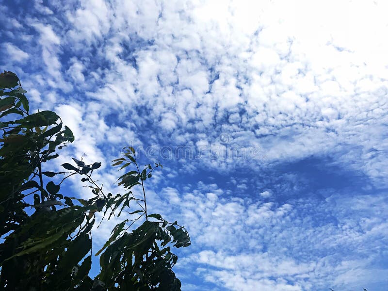 Green tree with blue sky stock photo. Image of sunny - 106395168