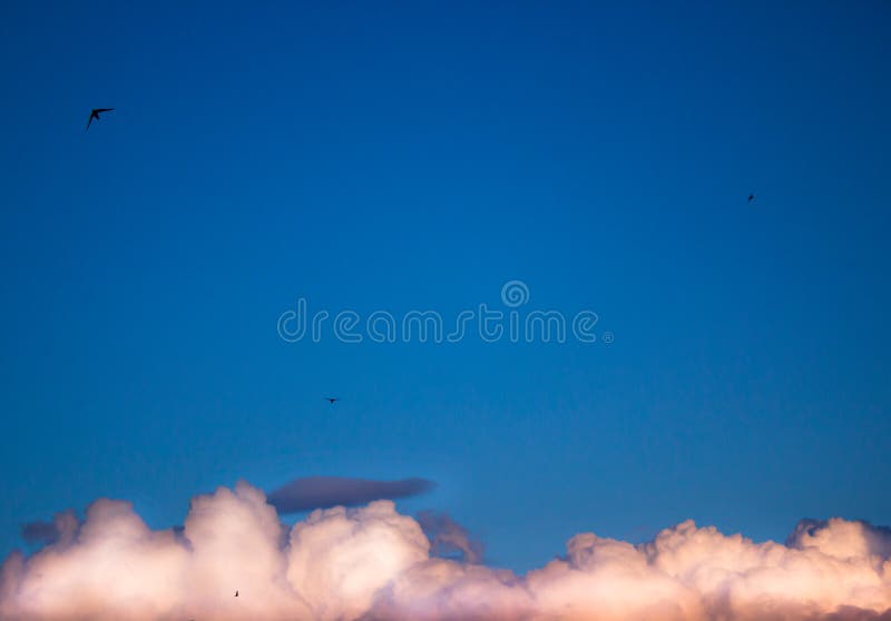 Flying Beards Stock Photos - Free & Royalty-Free Stock Photos from ...