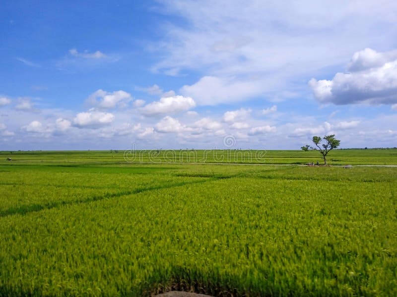 Blue Sky White Clouds Green Rice Farm and a Tree Stock Photo - Image of ...