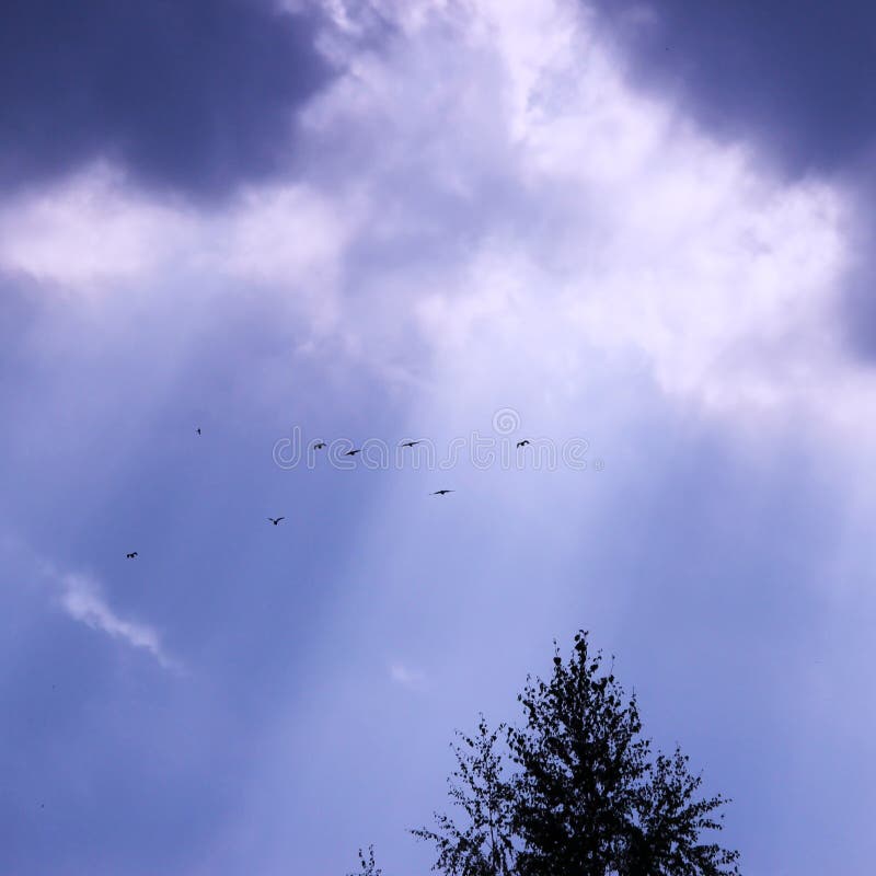 Blue Sky with White Cumulus Clouds and Tree Birds. Stock Photo - Image ...