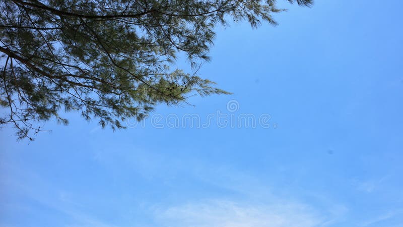 Blue Sky, White Soft Clouds and Branch of Tree Inside the Frame Stock ...