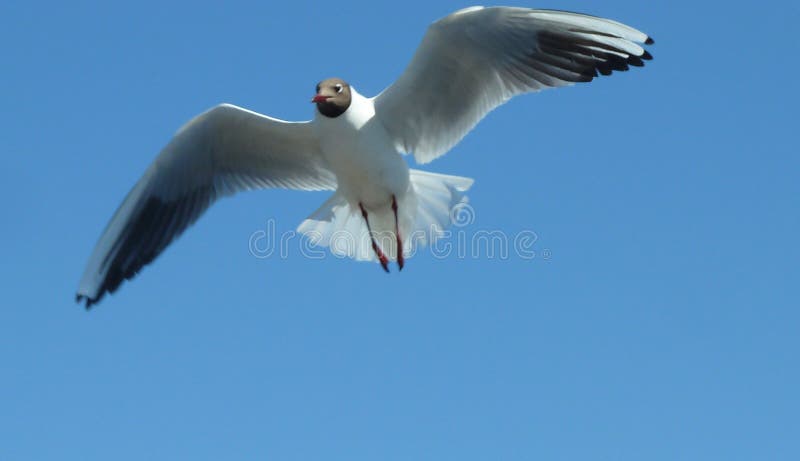 Gull sky flight stock image. Image of wings, flight - 119106589