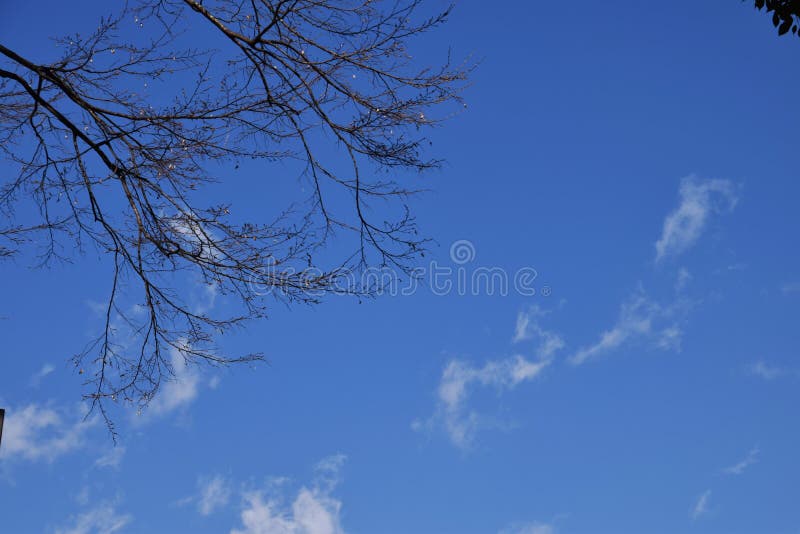 Blue sky and winter trees stock photo. Image of backgroundblue - 111231496